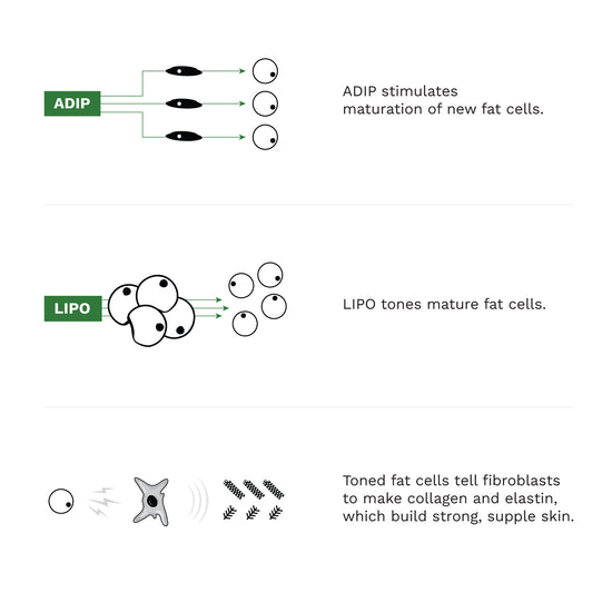 Volume Cream by Adipeau: Revitalize Your Skin Today